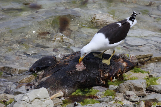 รูปภาพMollyhawk – เลือกดูภาพถ่ายสต็อก เวกเตอร์ และวิดีโอ141 | Adobe Stock