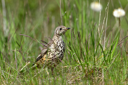 รูปภาพDrosseln – เลือกดูภาพถ่ายสต็อก เวกเตอร์ และวิดีโอ921 | Adobe Stock