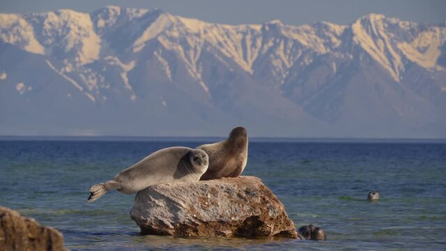 Pusa Bilder – Durchsuchen 953 Archivfotos, Vektorgrafiken und Videos ...
