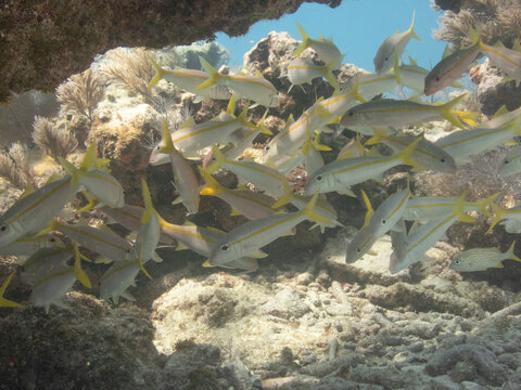 รูปภาพ"Yellow Goatfish" – เลือกดูภาพถ่ายสต็อก เวกเตอร์ และวิดีโอ138 ...