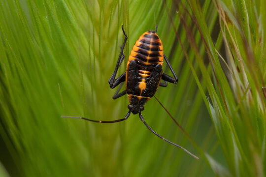 3,215 BESTE Stinkkäfer BILDER, STOCK-FOTOS & -VEKTORGRAFIKEN | Adobe Stock