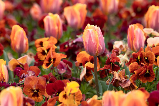 Pancies Images – Browse 58 Stock Photos, Vectors, and Video | Adobe Stock