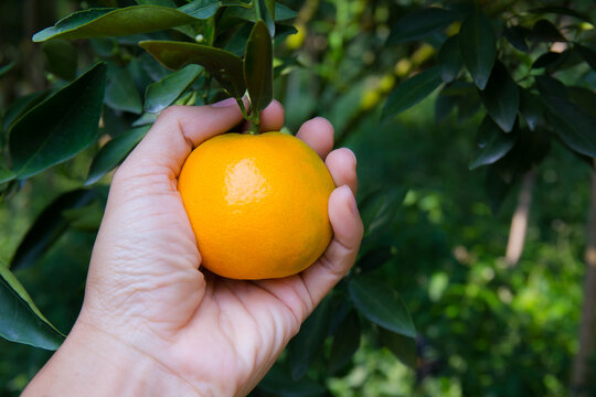 Flagrant Images – Browse 1,000 Stock Photos, Vectors, and Video | Adobe ...