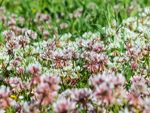 Stipel Bilder – Durchsuchen 960 Archivfotos, Vektorgrafiken und Videos ...