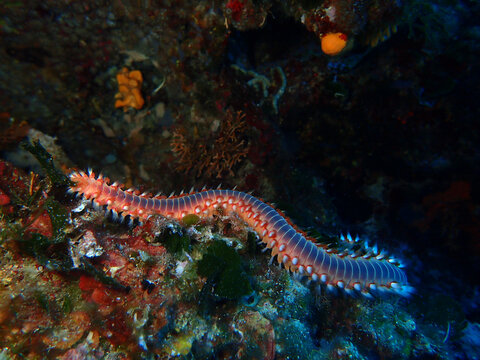 Fireworm Bilder – Durchsuchen 721 Archivfotos, Vektorgrafiken und ...