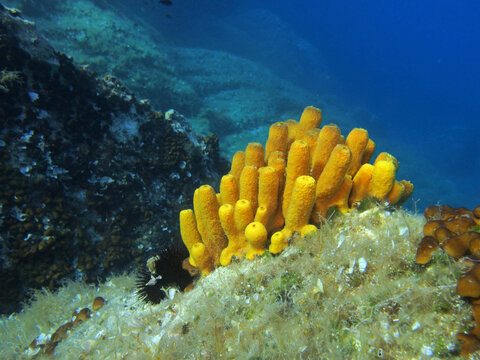 Yellow Sea Sponge