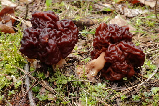 Gyromitra Esculenta