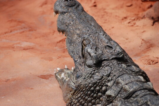 Saurien Bilder – Durchsuchen 910 Archivfotos, Vektorgrafiken und Videos ...