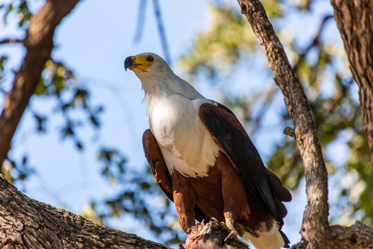 รูปภาพFish-Eagle – เลือกดูภาพถ่ายสต็อก เวกเตอร์ และวิดีโอ786 | Adobe Stock