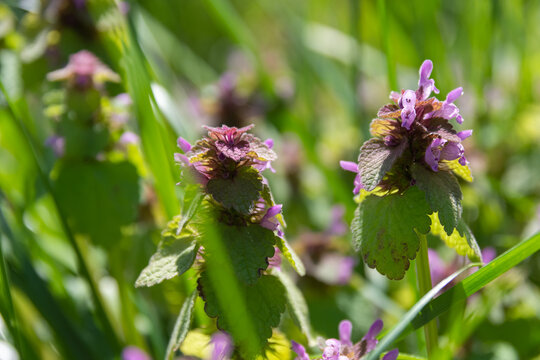 รูปภาพPurpureum – เลือกดูภาพถ่ายสต็อก เวกเตอร์ และวิดีโอ2,093 | Adobe Stock
