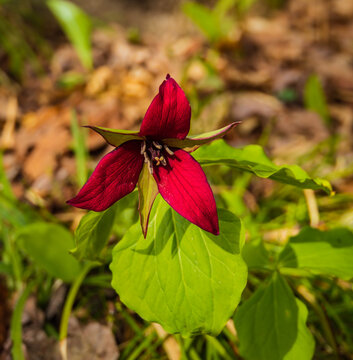 Red Trillium Spotted Leaves