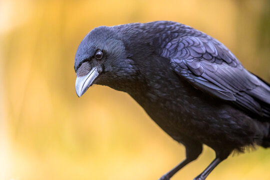 American Crow Head