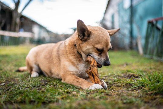 รูปภาพChivava – เลือกดูภาพถ่ายสต็อก เวกเตอร์ และวิดีโอ94 | Adobe Stock