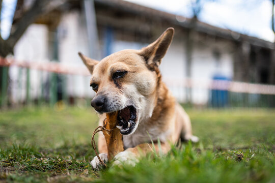 รูปภาพChivava – เลือกดูภาพถ่ายสต็อก เวกเตอร์ และวิดีโอ96 | Adobe Stock