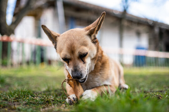 รูปภาพChivava – เลือกดูภาพถ่ายสต็อก เวกเตอร์ และวิดีโอ96 | Adobe Stock