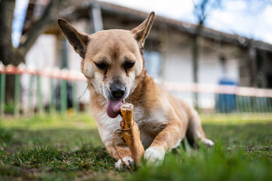รูปภาพChivava – เลือกดูภาพถ่ายสต็อก เวกเตอร์ และวิดีโอ96 | Adobe Stock