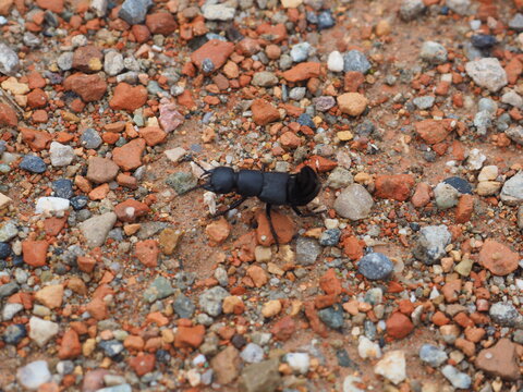 รูปภาพRing-Barking – เลือกดูภาพถ่ายสต็อก เวกเตอร์ และวิดีโอ6,078 ...