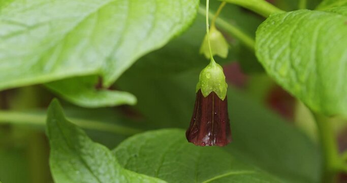 รูปภาพScopolia – เลือกดูภาพถ่ายสต็อก เวกเตอร์ และวิดีโอ242 | Adobe Stock