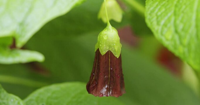 รูปภาพScopolia – เลือกดูภาพถ่ายสต็อก เวกเตอร์ และวิดีโอ242 | Adobe Stock