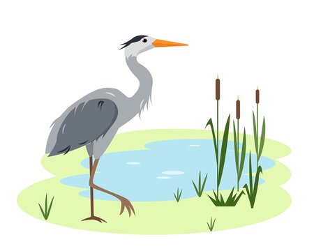 Blue Heron Cartoon