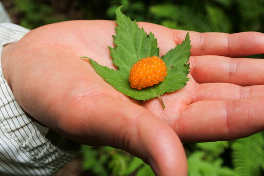 桑 Images – Browse 948 Stock Photos, Vectors, and Video | Adobe Stock