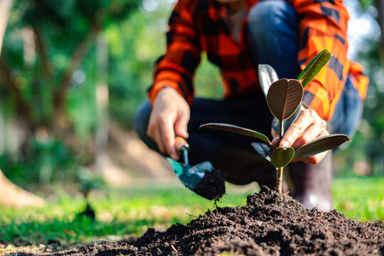 Afforestation Images – Browse 14,683 Stock Photos, Vectors, and Video ...