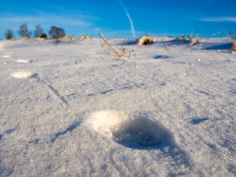 Fuchsspuren-Bilder: Stock-Fotos & -Videos. | Adobe Stock