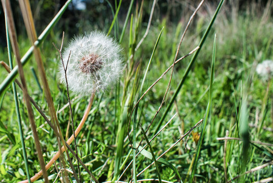 Löwenzahntee Bilder – Durchsuchen 303 Archivfotos, Vektorgrafiken und ...