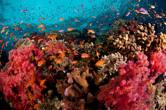 Riff Bilder – Durchsuchen 1,089,041 Archivfotos, Vektorgrafiken und ...