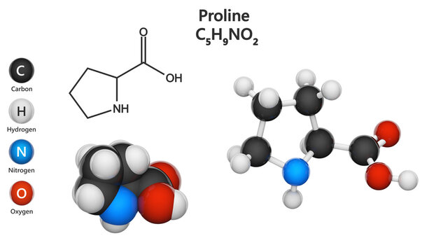 Structure Of Proline