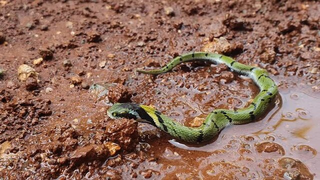 Green Grass Snake