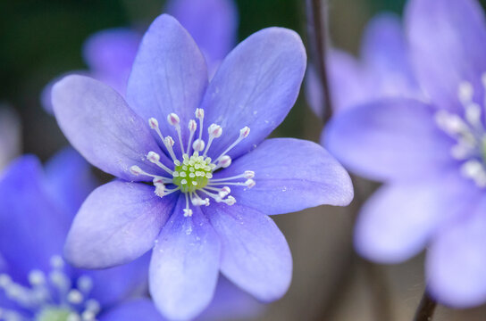 Roundleaf bilder – Bläddra bland 238 stockfoton, vektorer och videor ...