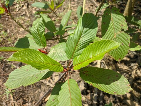 รูปภาพKetum – เลือกดูภาพถ่ายสต็อก เวกเตอร์ และวิดีโอ259 | Adobe Stock