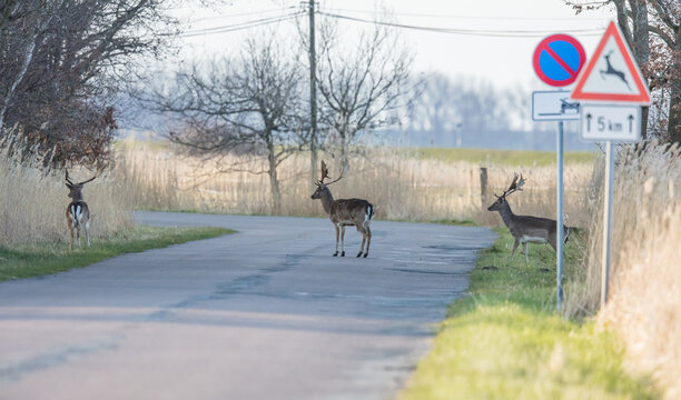 Wildwechsel Bilder – Durchsuchen 4,967 Archivfotos, Vektorgrafiken und ...