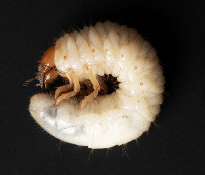 รูปภาพ"Larva – เลือกดูภาพถ่ายสต็อก เวกเตอร์ และวิดีโอ181,867 | Adobe Stock