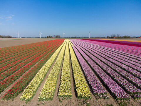 รูปภาพTulpenveld – เลือกดูภาพถ่ายสต็อก เวกเตอร์ และวิดีโอ79 | Adobe Stock