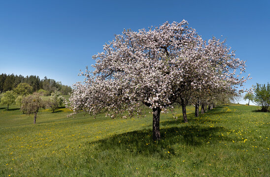 Obstgarten bilder – Bläddra bland 6,054 stockfoton, vektorer och videor ...