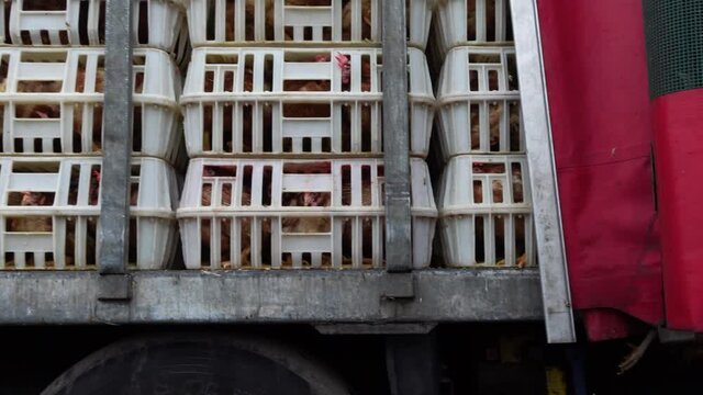 รูปภาพ"Chicken Cage" – เลือกดูภาพถ่ายสต็อก เวกเตอร์ และวิดีโอ121 ...