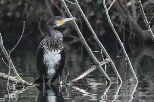 รูปภาพKormoran – เลือกดูภาพถ่ายสต็อก เวกเตอร์ และวิดีโอ6,692 | Adobe Stock