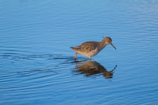 รูปภาพLimicole – เลือกดูภาพถ่ายสต็อก เวกเตอร์ และวิดีโอ4,350 | Adobe Stock