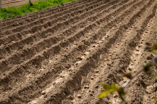 รูปภาพPotapo – เลือกดูภาพถ่ายสต็อก เวกเตอร์ และวิดีโอ66 | Adobe Stock