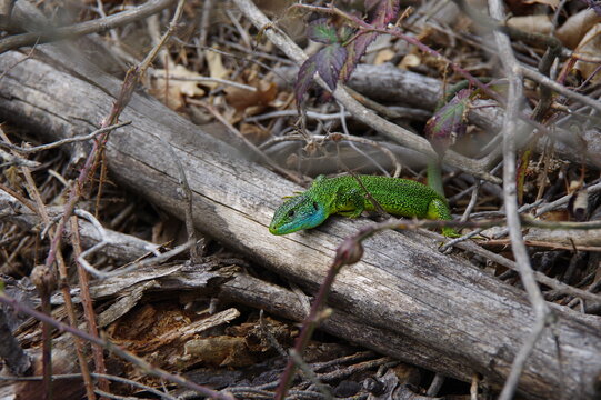 รูปภาพSaurien – เลือกดูภาพถ่ายสต็อก เวกเตอร์ และวิดีโอ910 | Adobe Stock