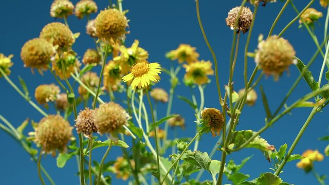 Crownbeard Imagens – Procure 136 fotos, vetores e vídeos | Adobe Stock