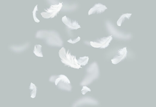 「Fethers」の画像 - 179 件の Stock 写真、ベクターおよびビデオ | Adobe Stock