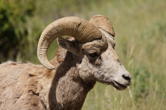 รูปภาพOvis – เลือกดูภาพถ่ายสต็อก เวกเตอร์ และวิดีโอ37,266 | Adobe Stock