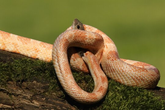 Elaphe 이미지 – 찾아보기 2,846 스톡 사진, 벡터 및 비디오 | Adobe Stock