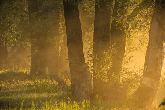Thunking bilder – Bläddra bland 83 stockfoton, vektorer och videor ...