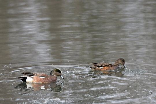 รูปภาพDabble – เลือกดูภาพถ่ายสต็อก เวกเตอร์ และวิดีโอ15,323 | Adobe Stock