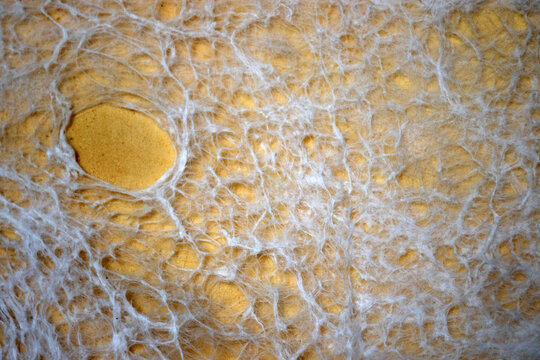 ciuli photos, images, assets | Adobe Stock