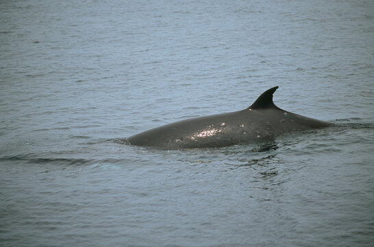 Zwergwal-Bilder: Stock-Fotos & -Videos. | Adobe Stock